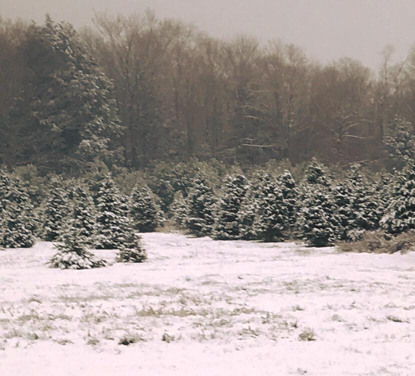 Good Time Christmas Tree Farm | Visit Crawford County, PA