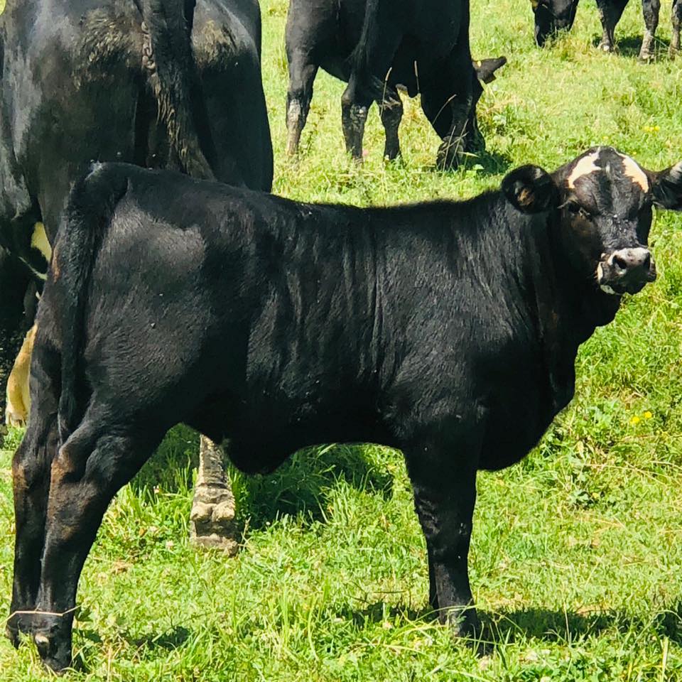 Vanderhoff’s Angus Farms | Visit Crawford County, PA