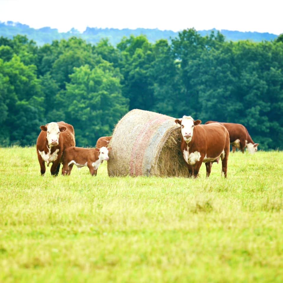 Dunn Road Premium Beef | Visit Crawford County, PA