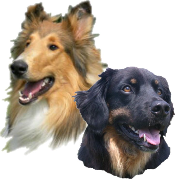 Paws Hand Delivered Local Therapy Dogs | Visit Crawford County, PA