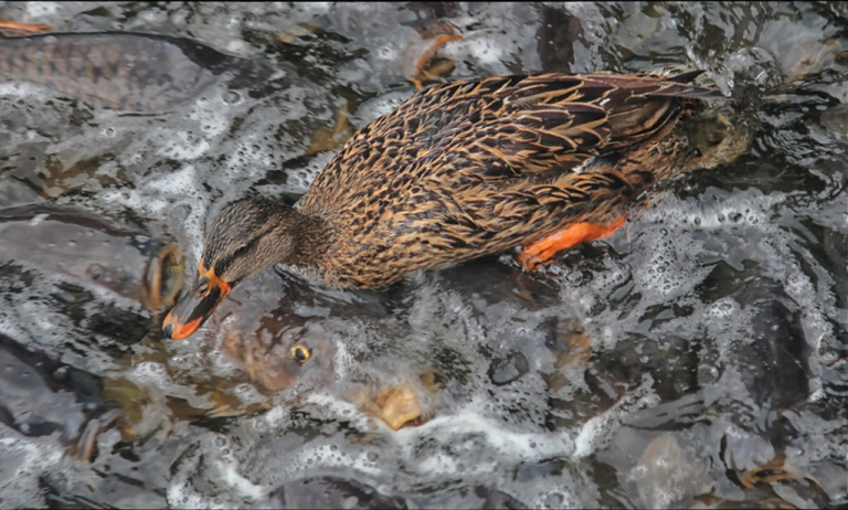 Ducks on Fish, Deer to Feed, and Lakes to Love: The Ultimate Pymatuning ...