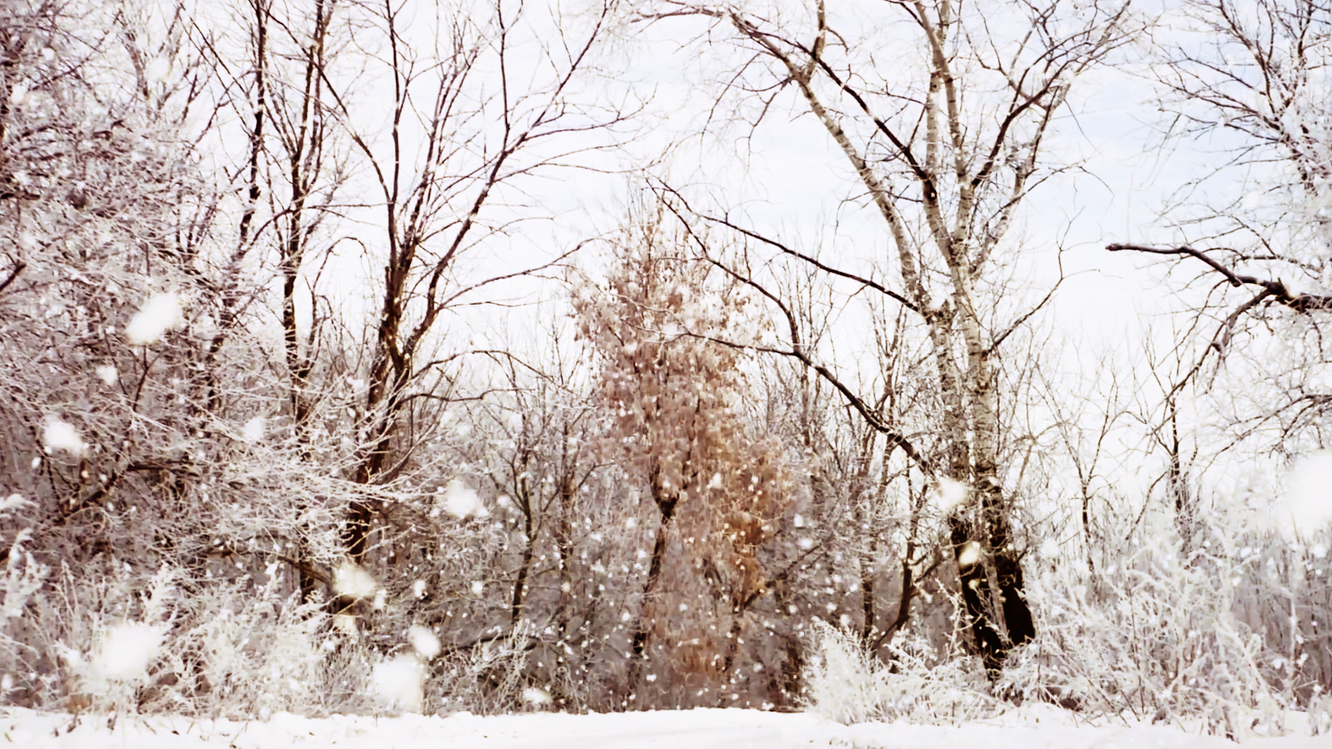 Spotting Winter Birds in Crawford County: A Guide to Seasonal Bird ...